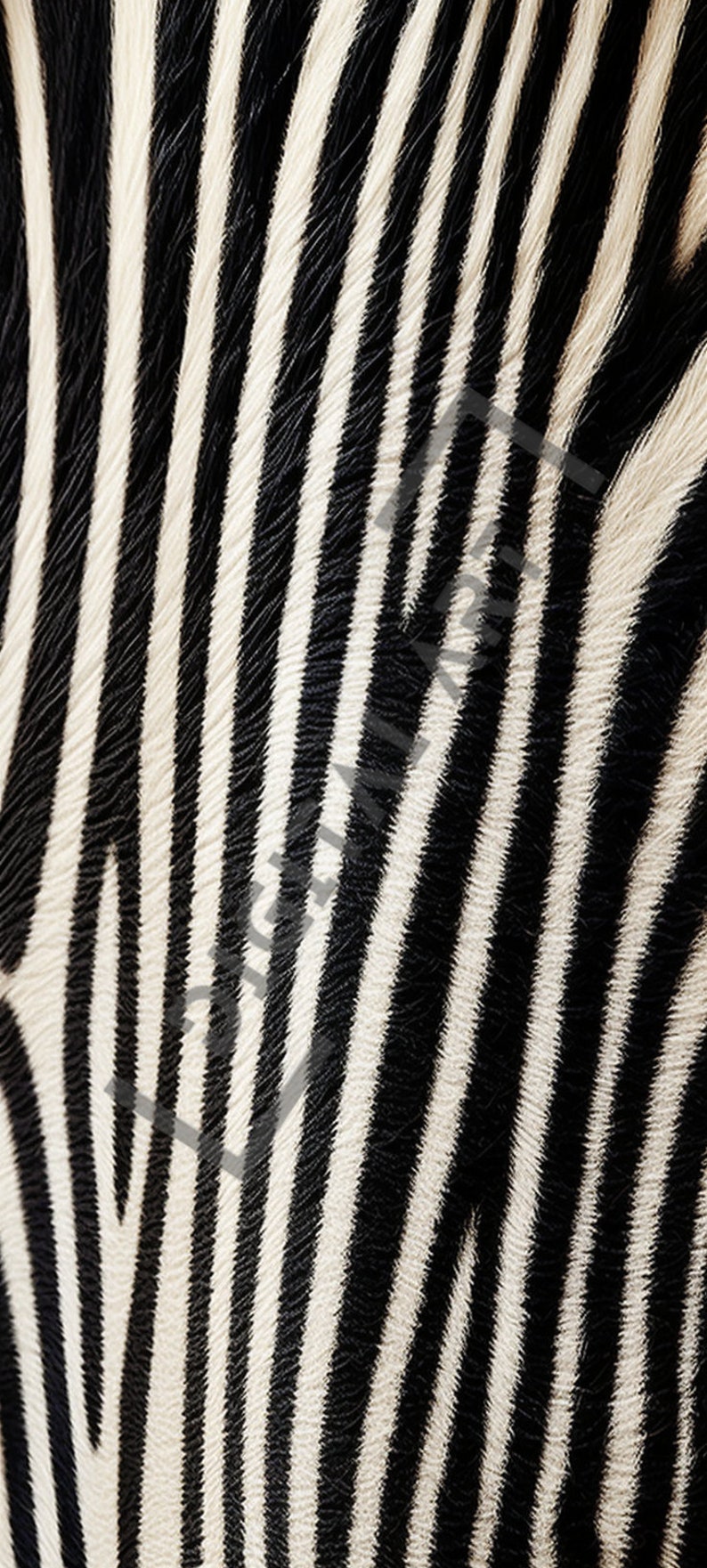 Zebra Backgrounds for Screens Black and White Wallpapers - Etsy