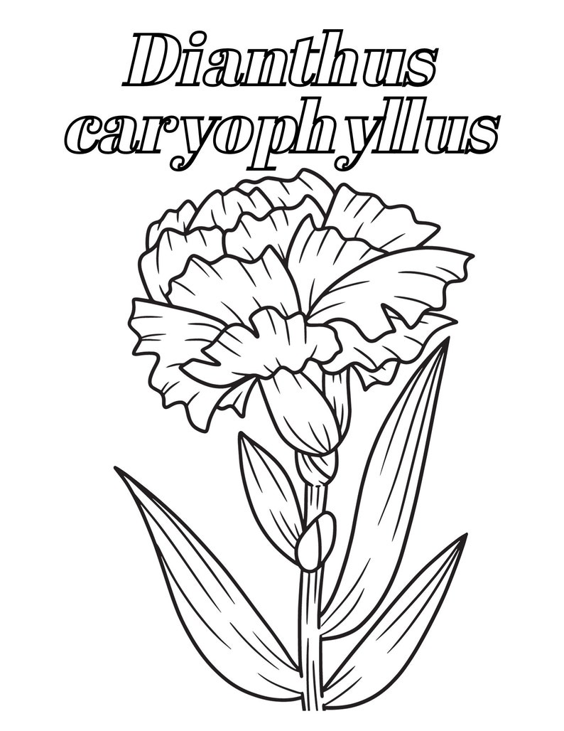 5 Printable Types of Flower Coloring Pages for Kids and Adult DIGITAL ...