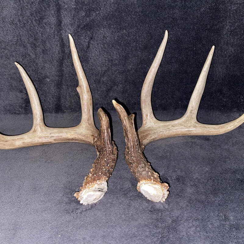 Deer Antler - Etsy