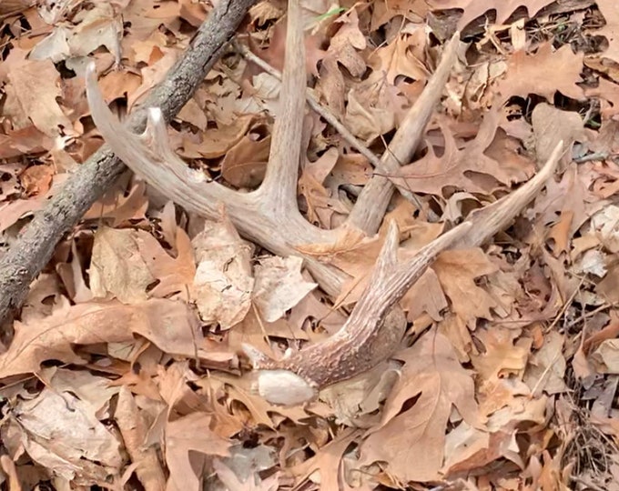 Naturally Shed Large Whitetail Deer Antler - Etsy