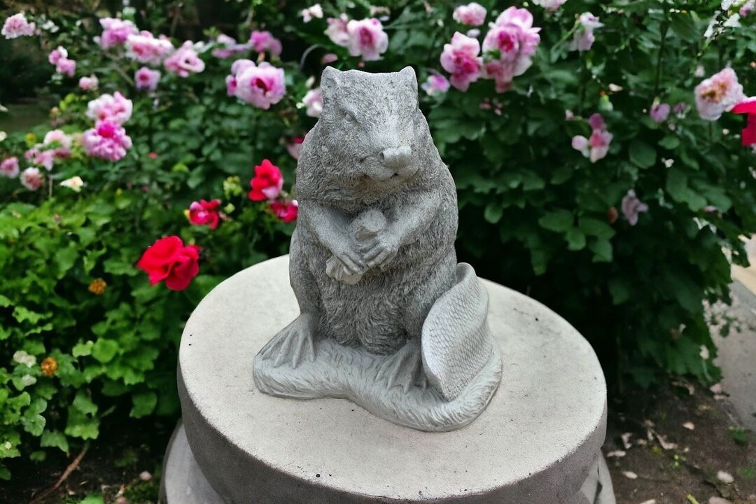 Sitting Beaver Statue Concrete Beaver Figure Outdoor Garden Animal ...