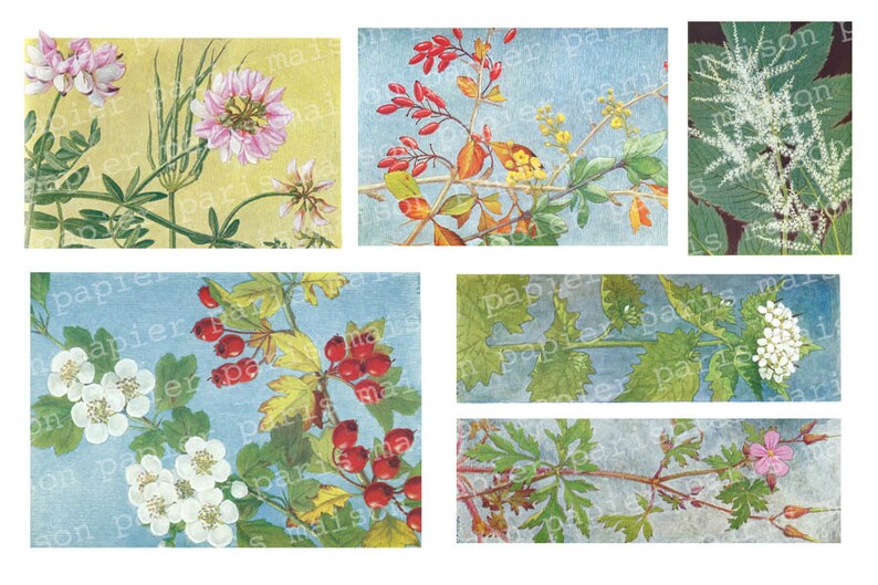 90+ Mid-century German Botanical Illustrations, Vintage German Flowers ...