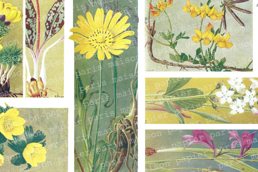 90 Mid-century German Botanical Illustrations, Vintage German Flowers ...