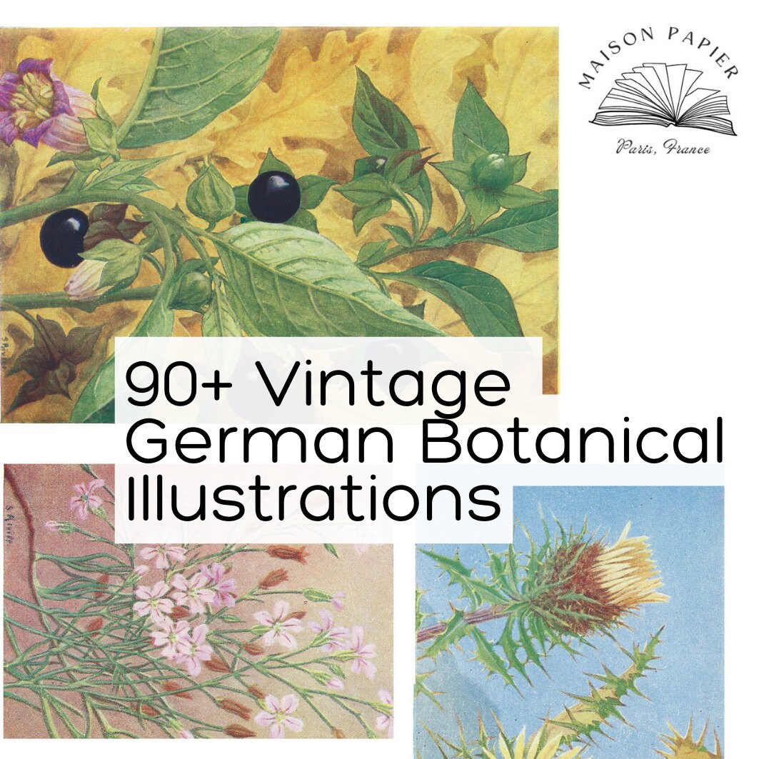 90 Mid-century German Botanical Illustrations, Vintage German Flowers ...