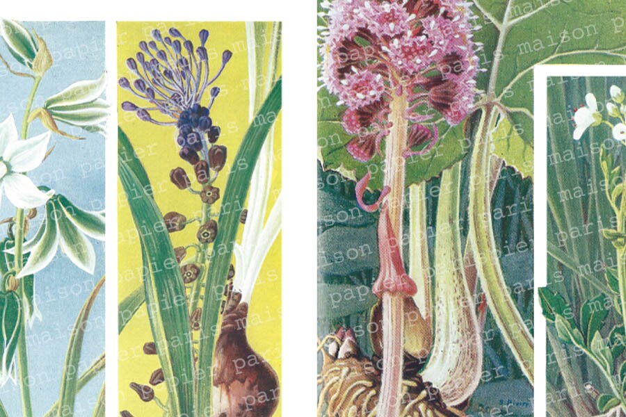 90 Mid-century German Botanical Illustrations, Vintage German Flowers ...