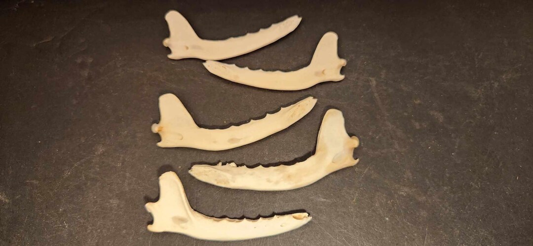 Pair of Toothless Naturally Cleaned Red Fox Jawbone - Etsy