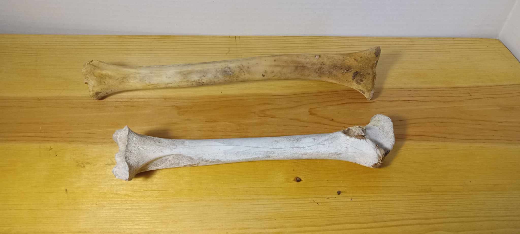 Deer Femur