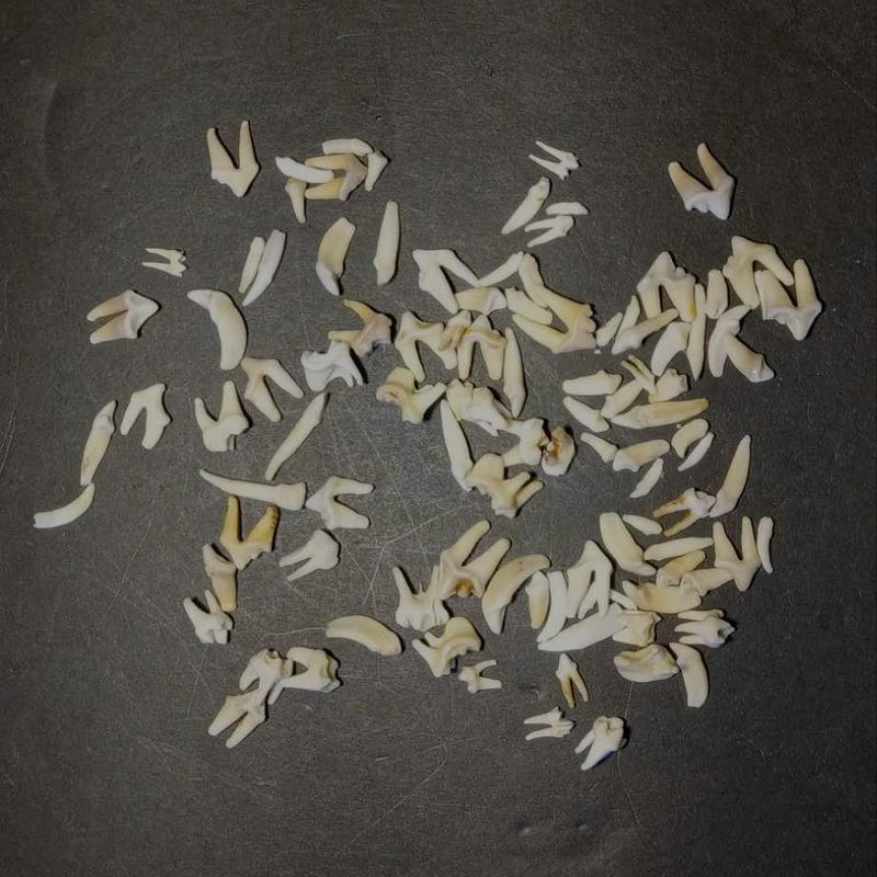 Animal Teeth - Etsy