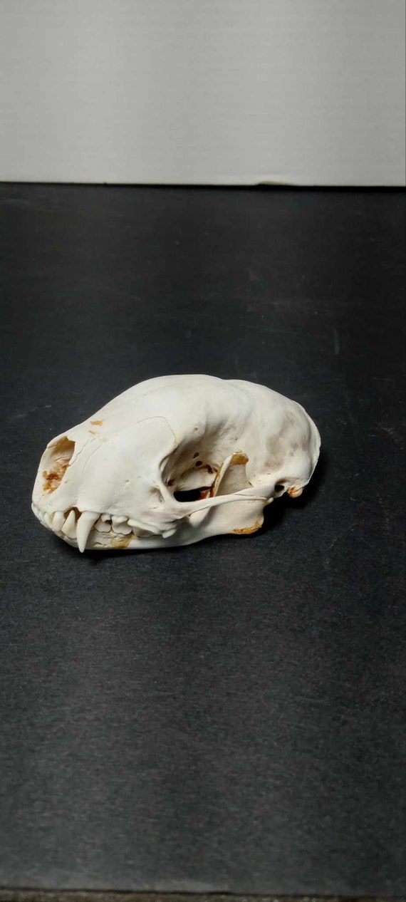 Striped Skunk Skull