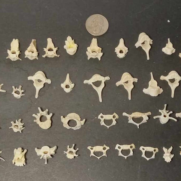 Vertebrae - Etsy