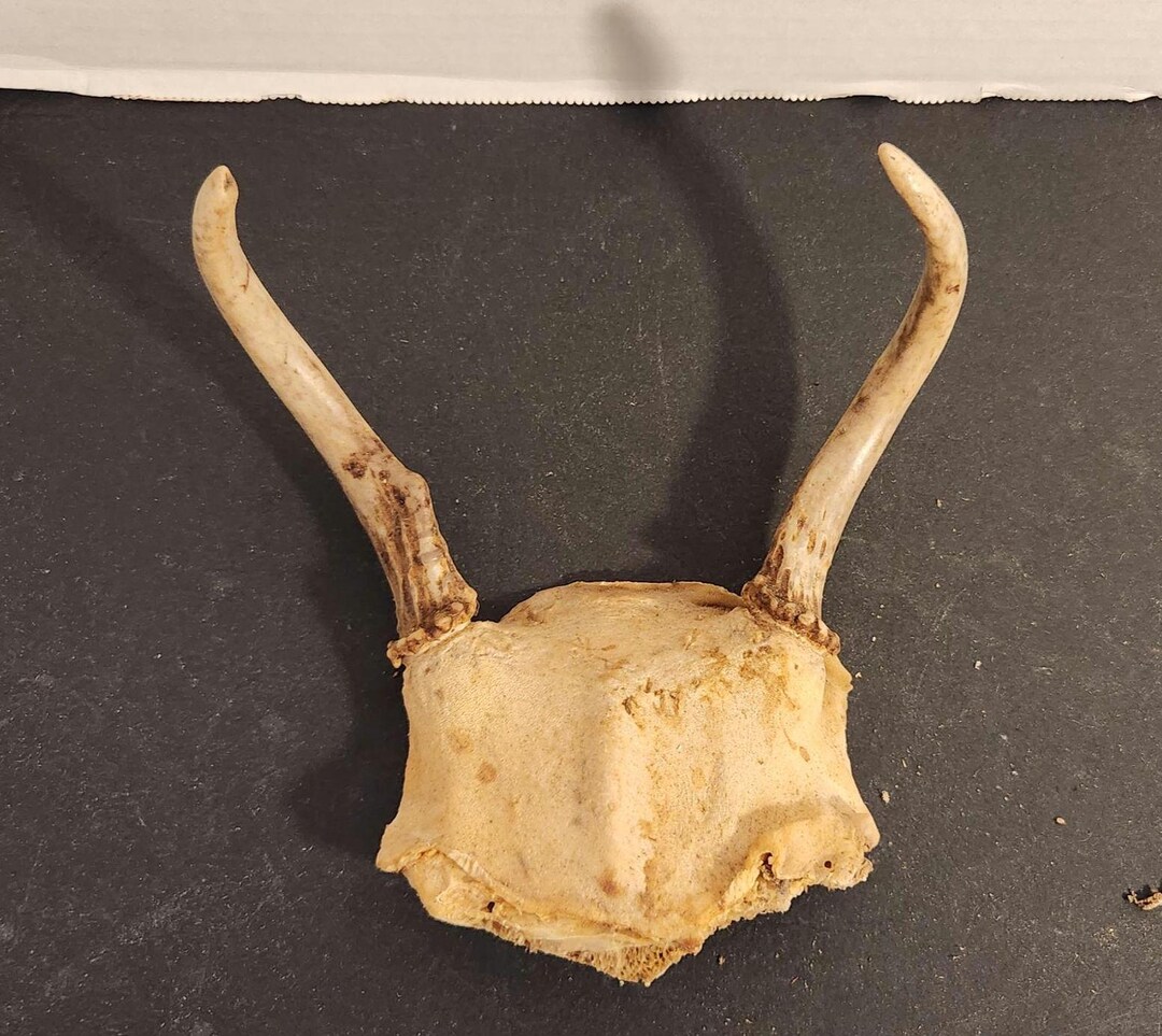 Naturally Clean Buck Deer Skull Plate W/mummified Scalp - Etsy