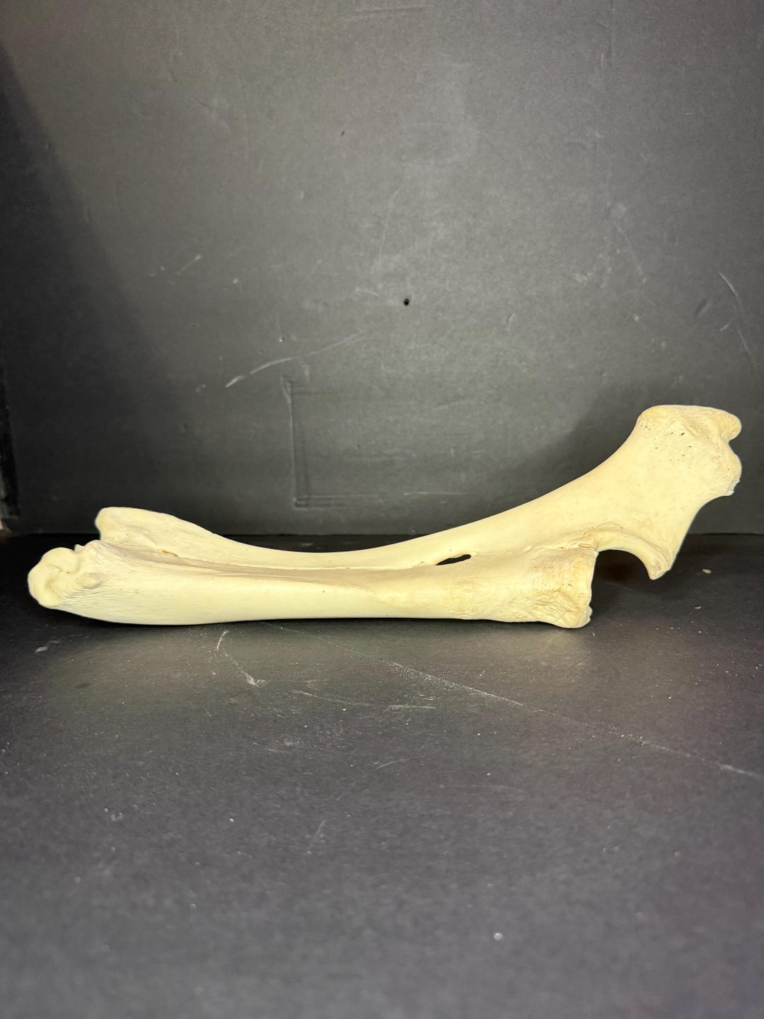 Real Cow (bovine) Fused Radius & Ulna Bone| Clean Bovine Foreleg ...