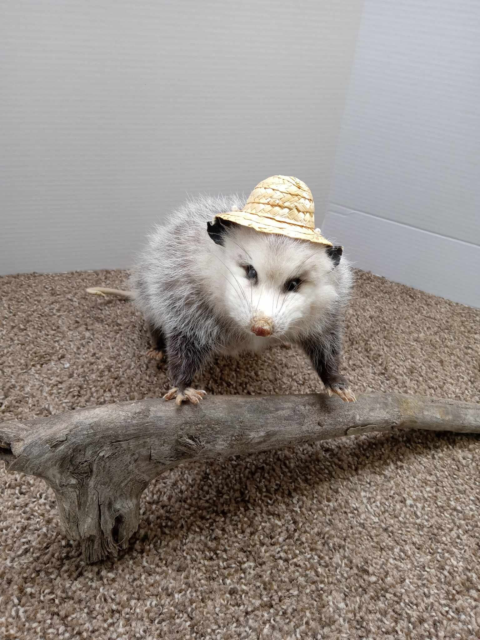 Small Opossum Full Body Taxidermy Mount - Etsy