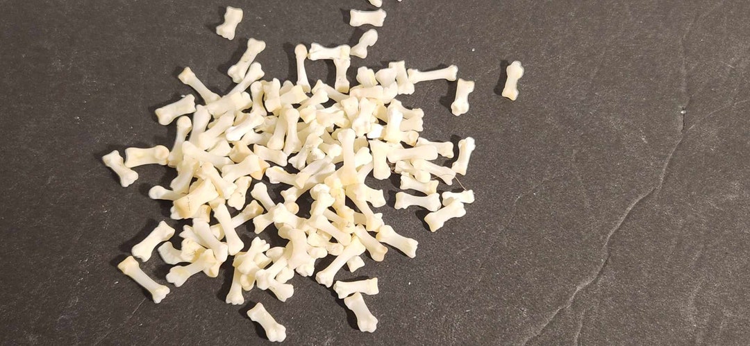 Naturally Cleaned Fox (short) Toe Bones - Etsy