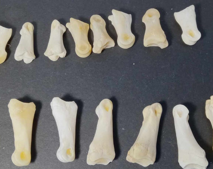 Deer Toe Bones, Knuckle Bones, Bones for Crafts, Animal Bones, Witch ...
