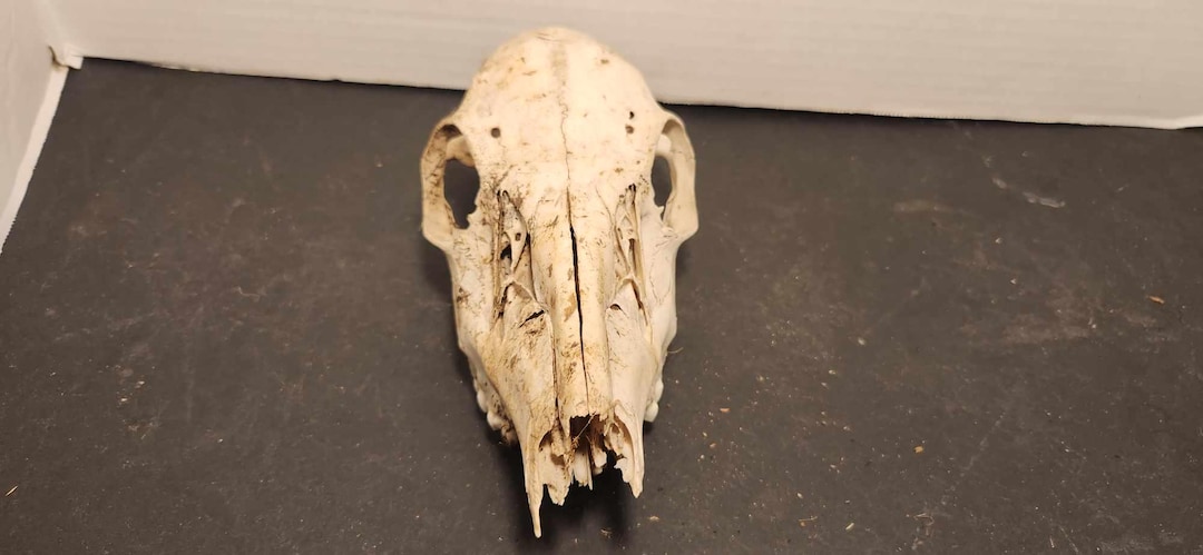 Naturally Cleaned Doe (female) Deer Skull - Etsy