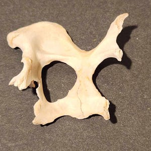 KaotikWildlife - Etsy