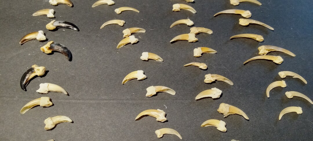 Naturally Cleaned Animal Claw Bundle - Etsy