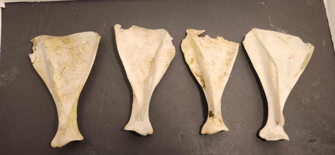 Dirty & Damaged Deer Scapula - Etsy