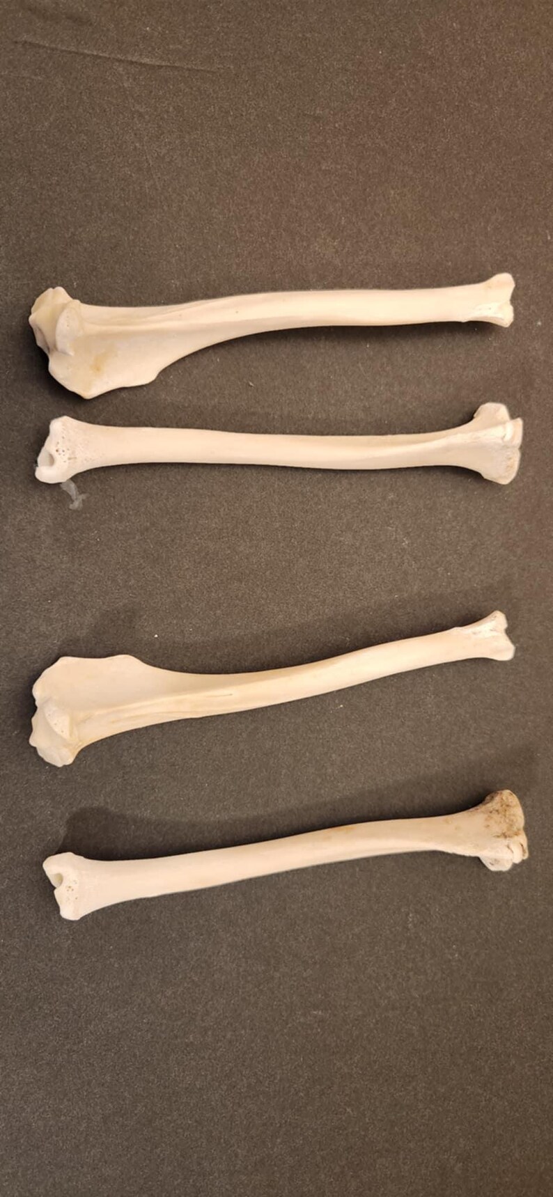 Naturally Cleaned Coyote Tibia Bones - Etsy