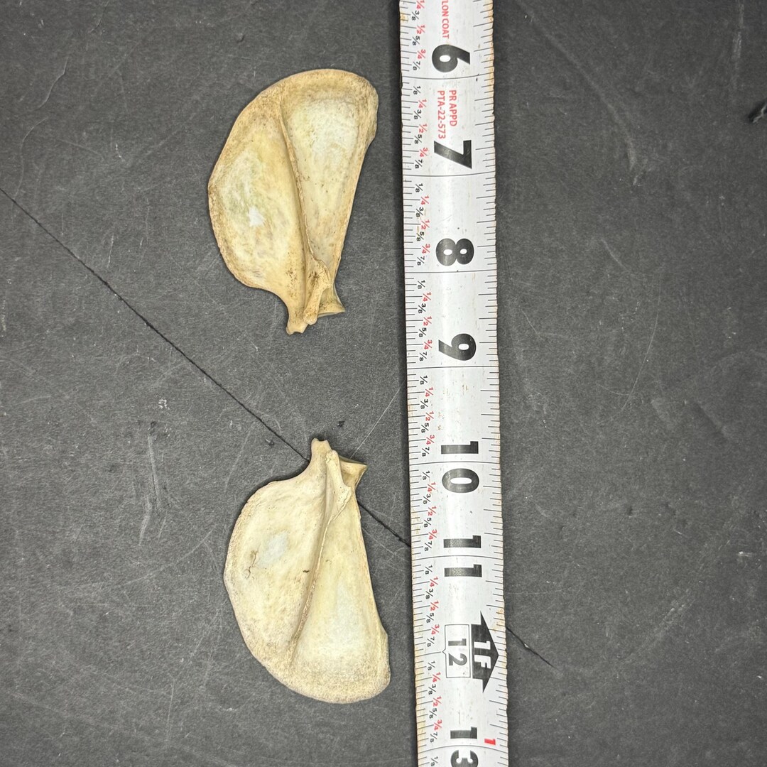 Naturally Cleaned Matching Small Scapula Pair - Etsy