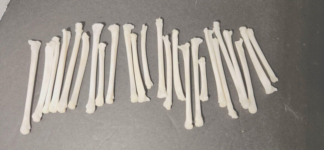 Naturally Cleaned Fox (long) Foot Bones - Etsy