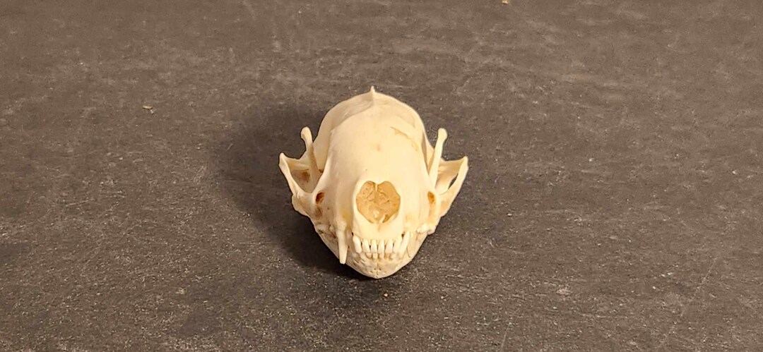 Naturally Cleaned Striped Skunk Skull - Etsy