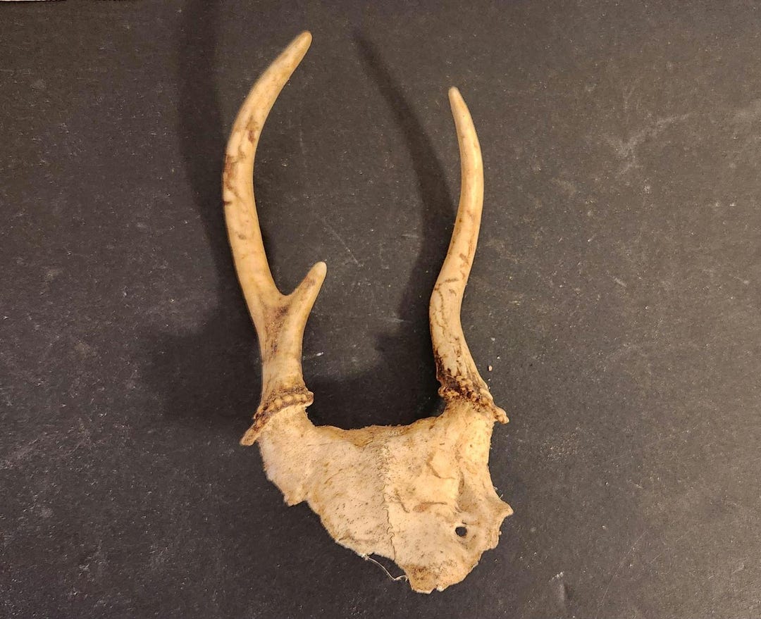 Naturally Clean Buck Deer Skull Plate W/mummified Scalp - Etsy