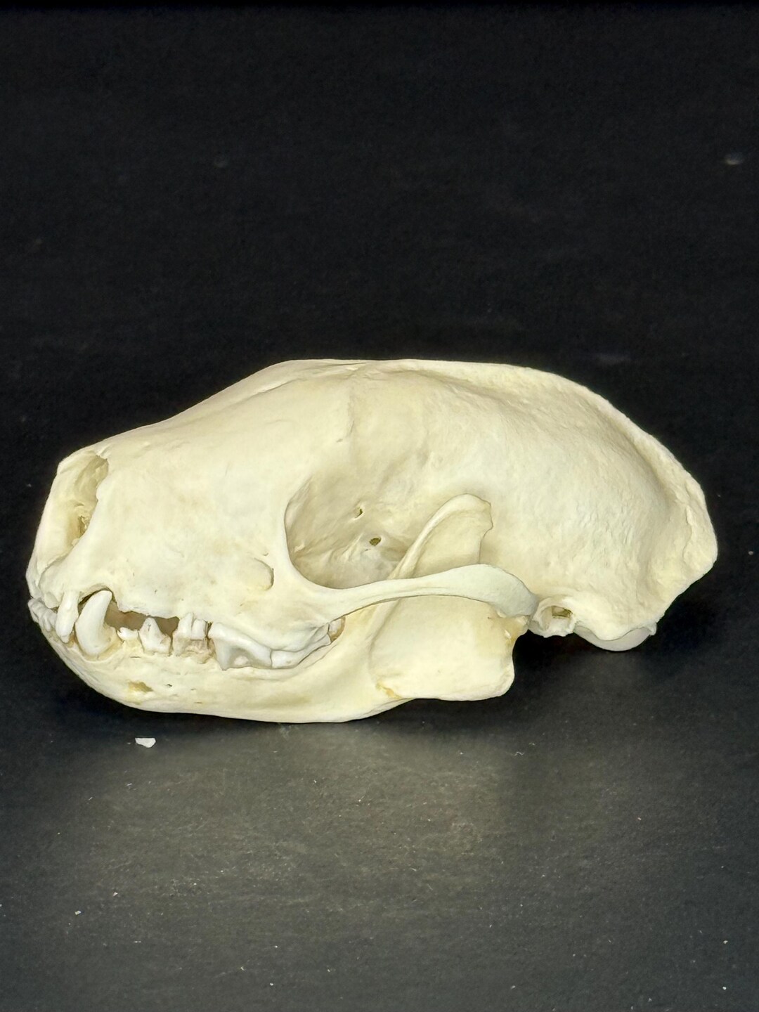 Naturally Cleaned Striped Skunk Skull - Etsy