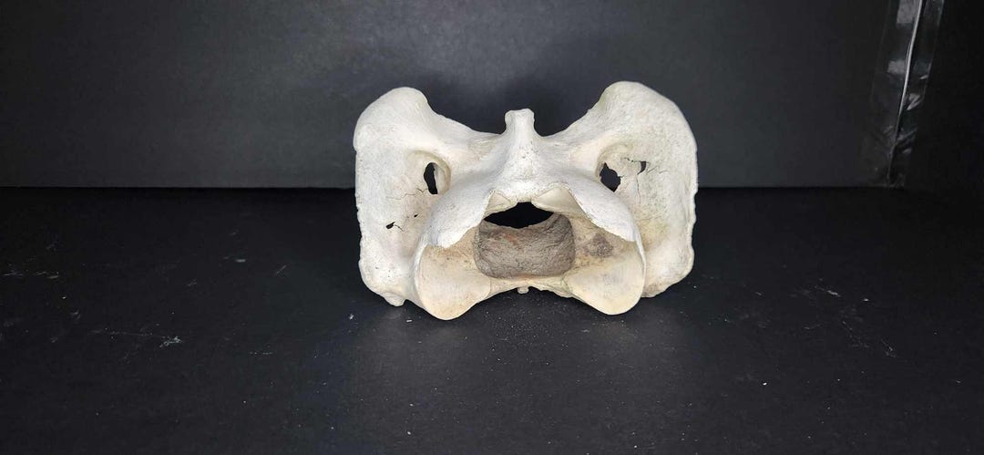 Naturally Cleaned Cow Atlas Vertebrae - Etsy