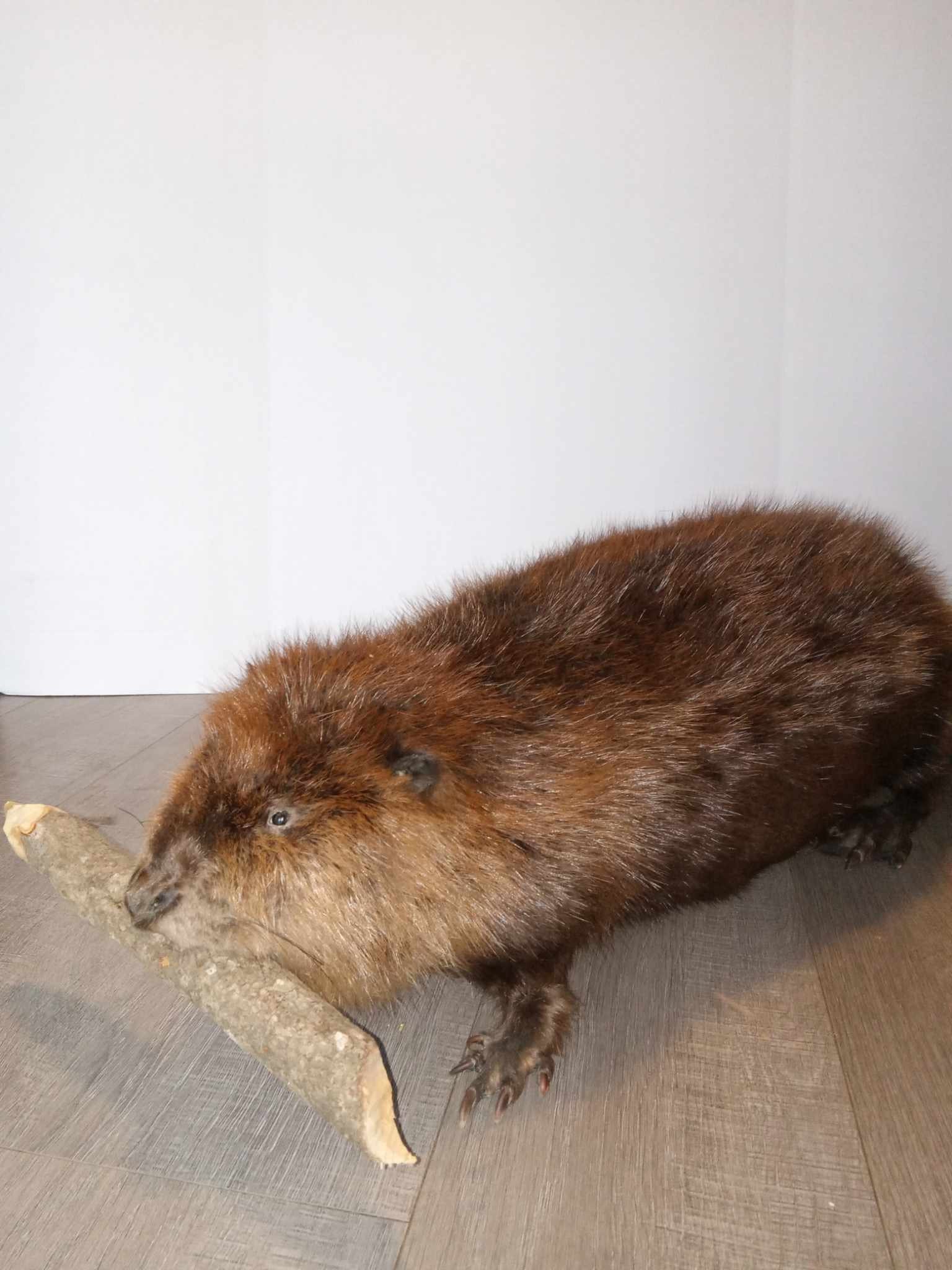 Beaver Wall Mount