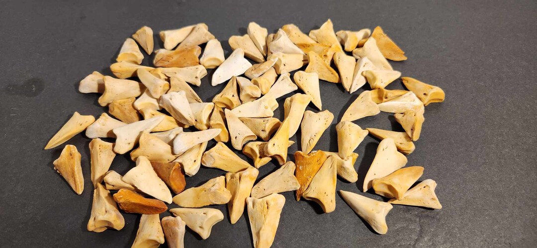 Naturally Cleaned Deer Coffin/hoof Bone - Etsy