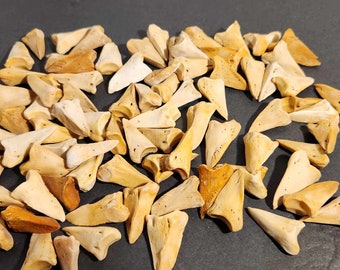 Deer Hoof Toe Bone for 6 Looks Like Arrowhead Natural Organic From Mn ...