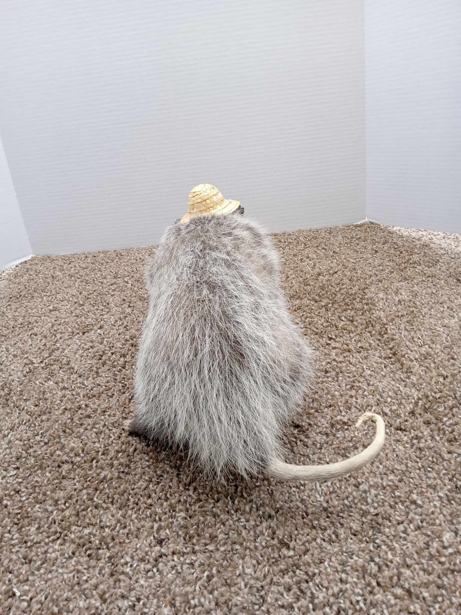 Small Opossum Full Body Taxidermy Mount - Etsy