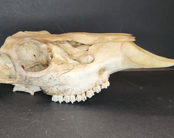 Naturally Cleaned Buck Deer Skull - Etsy