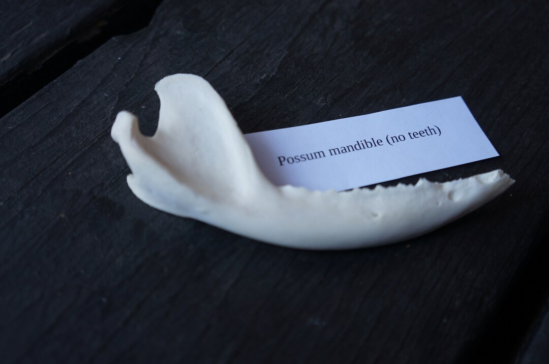 Cleaned Possum Mandible NO TEETH ethically Sourced Bone - Etsy