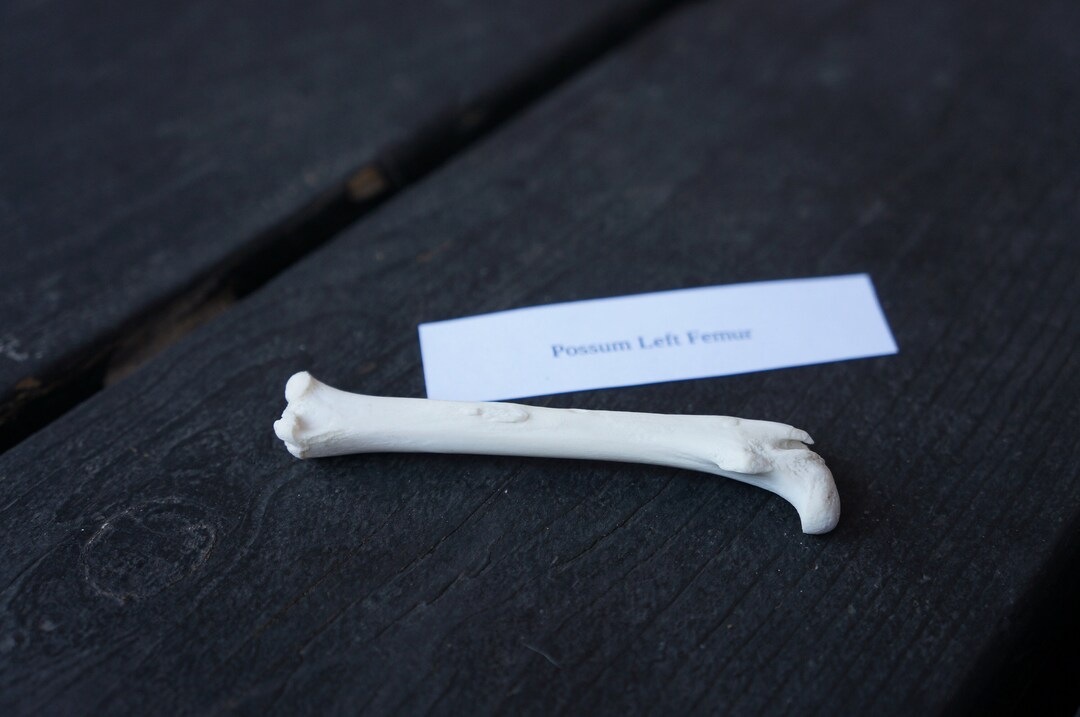 Set of Cleaned Possum Arm and Leg Bones ethically Sourced - Etsy