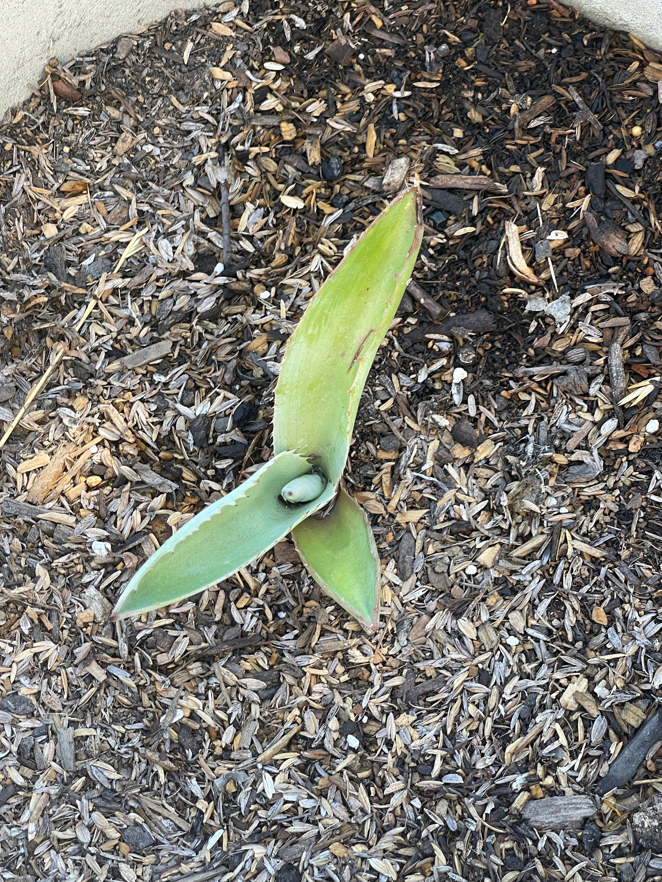 Super Blue Agave Tequila Plant - Etsy
