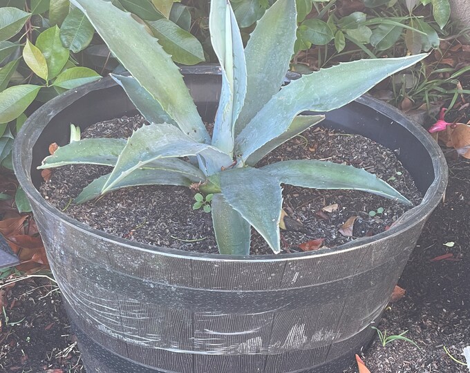 Super Blue Agave Tequila Plant - Etsy