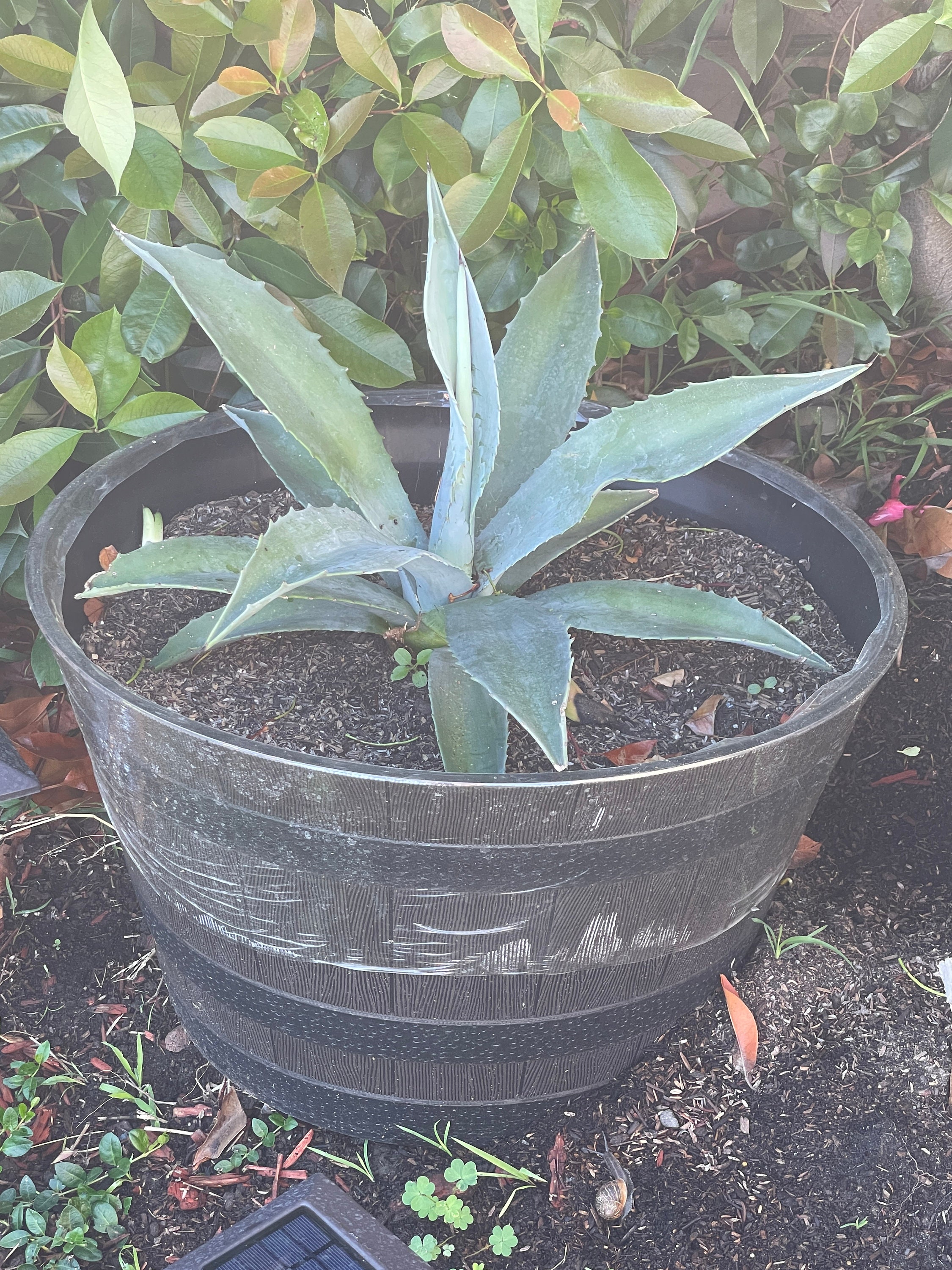 Super Blue Agave Tequila Plant - Etsy