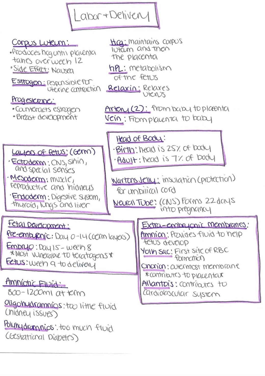 NCLEX OB Notes - Etsy