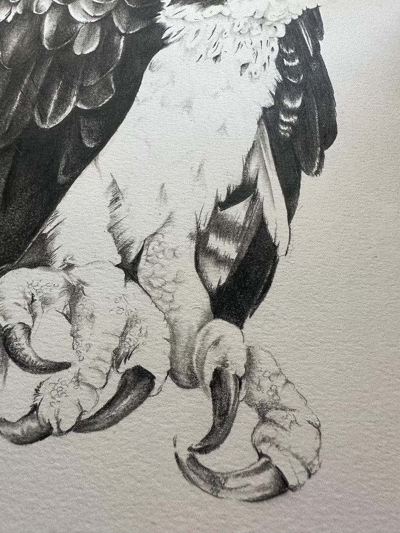 Harpy Eagle - Original Artwork - Etsy