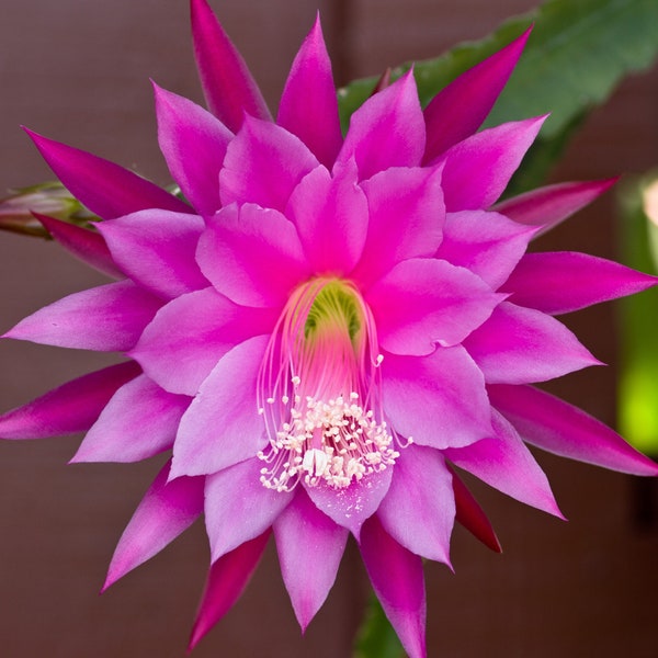 Epiphyllum Plant - Etsy