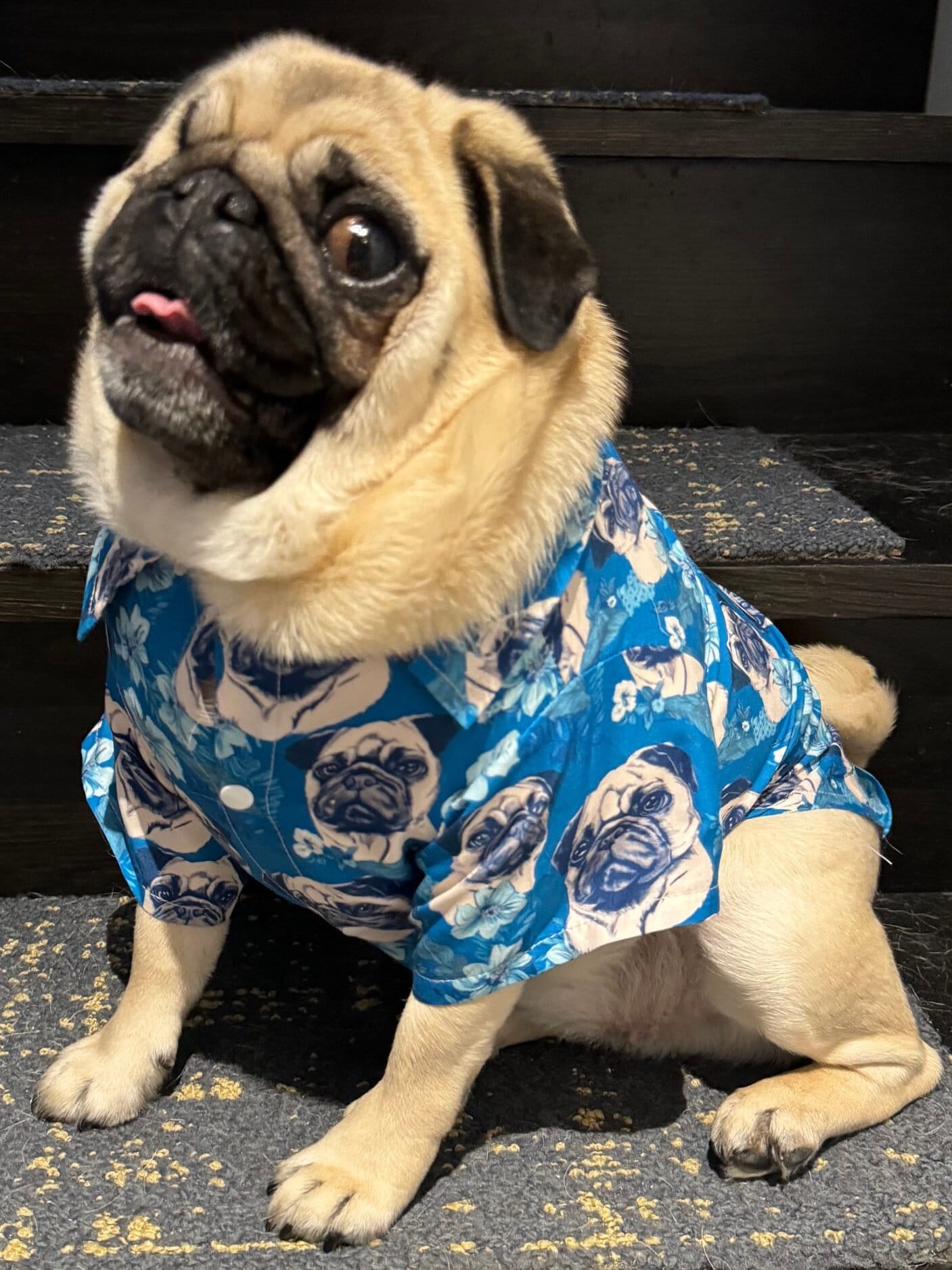 Blue Pug Pet Aloha Shirt, Match the Entire Family, Dog and Cat Hawaiian Shirt With Quick Snaps ...