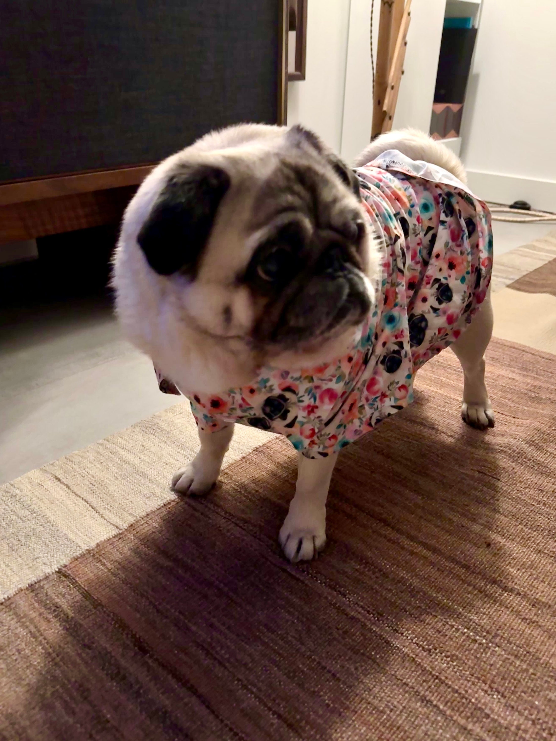 Blue Pug Pet Aloha Shirt, Match the Entire Family, Dog and Cat Hawaiian ...