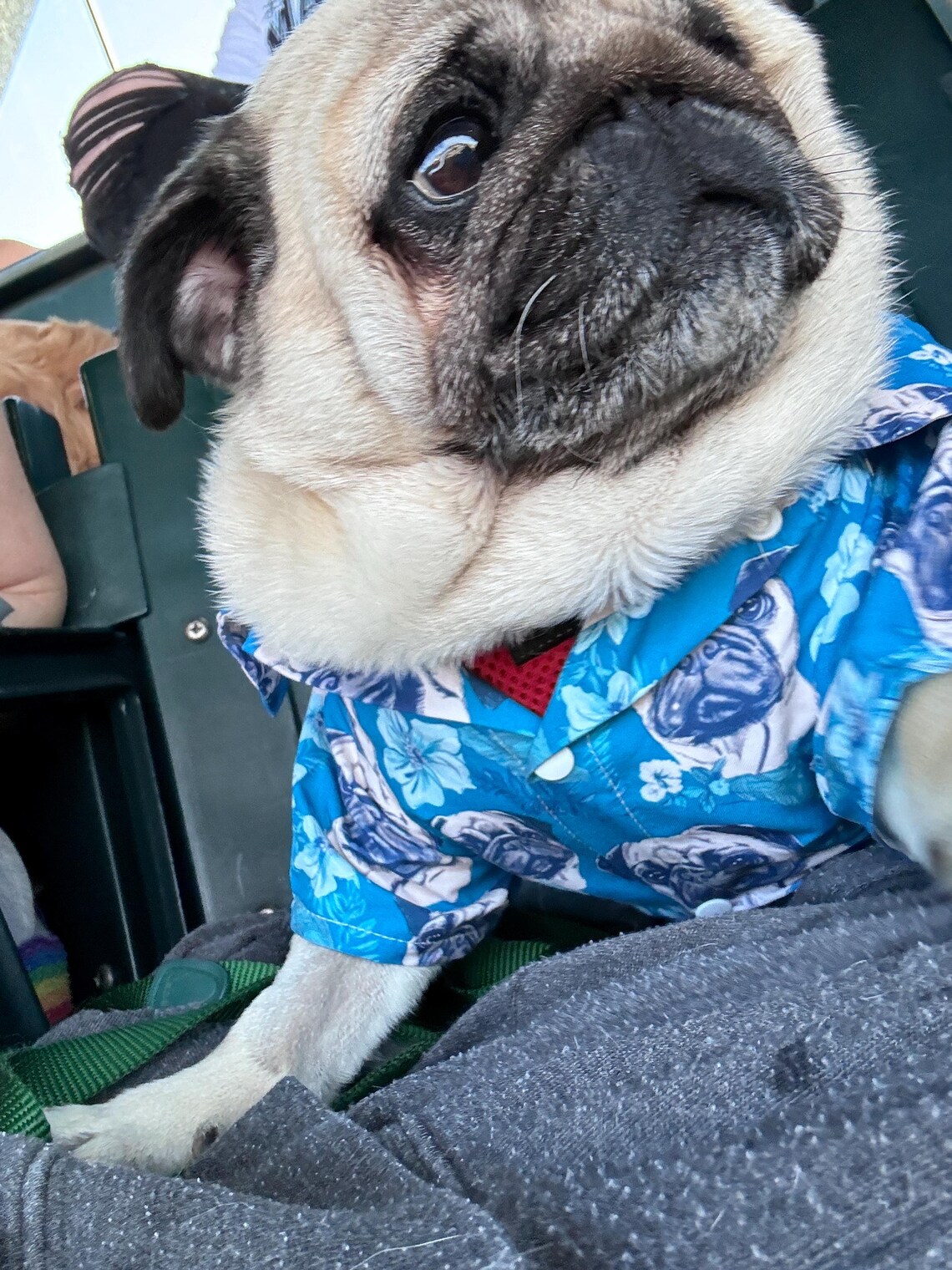 Blue Pug Pet Aloha Shirt, Match the Entire Family, Dog and Cat Hawaiian ...