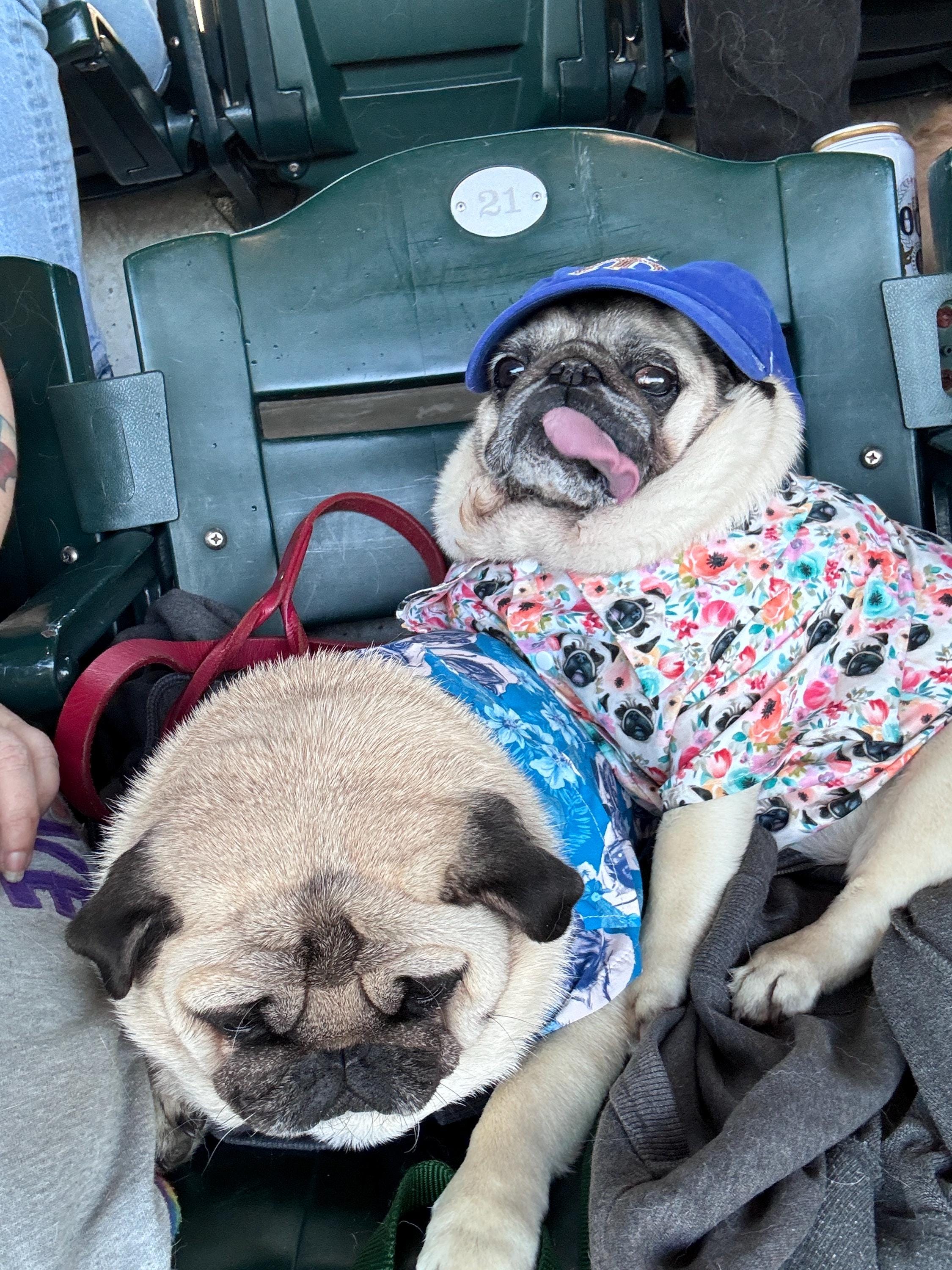 Peony Pug Pet Aloha Shirt - Etsy