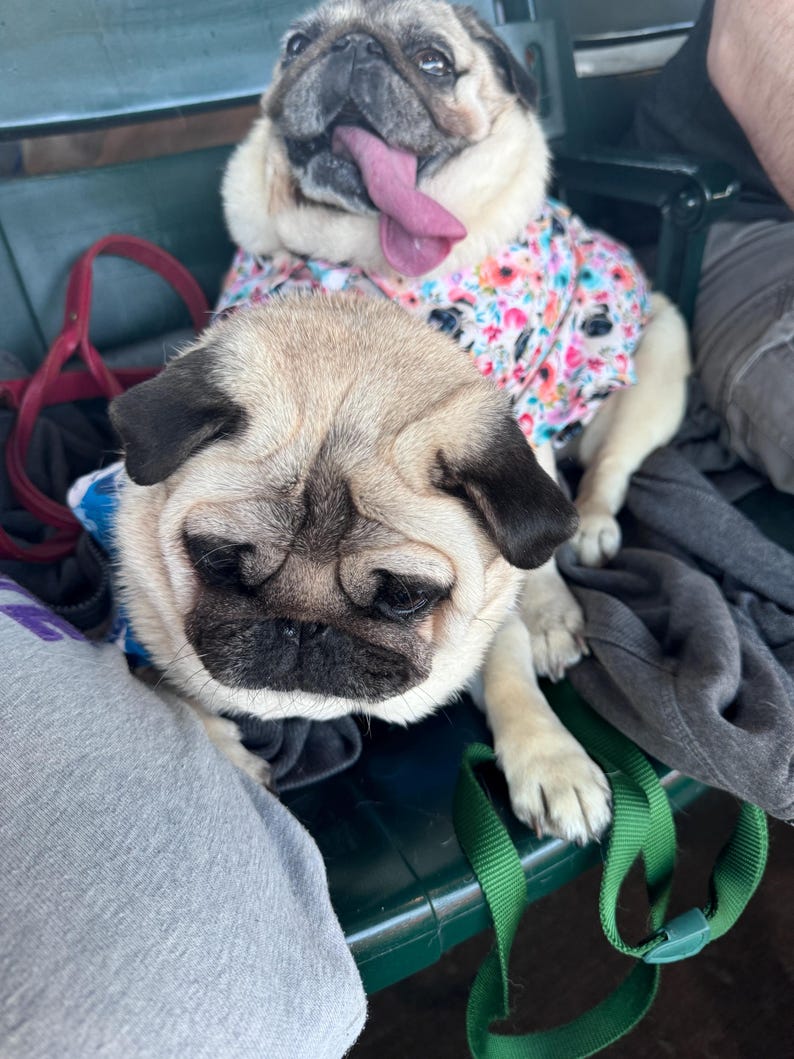 Peony Pug Pet Aloha Shirt - Etsy