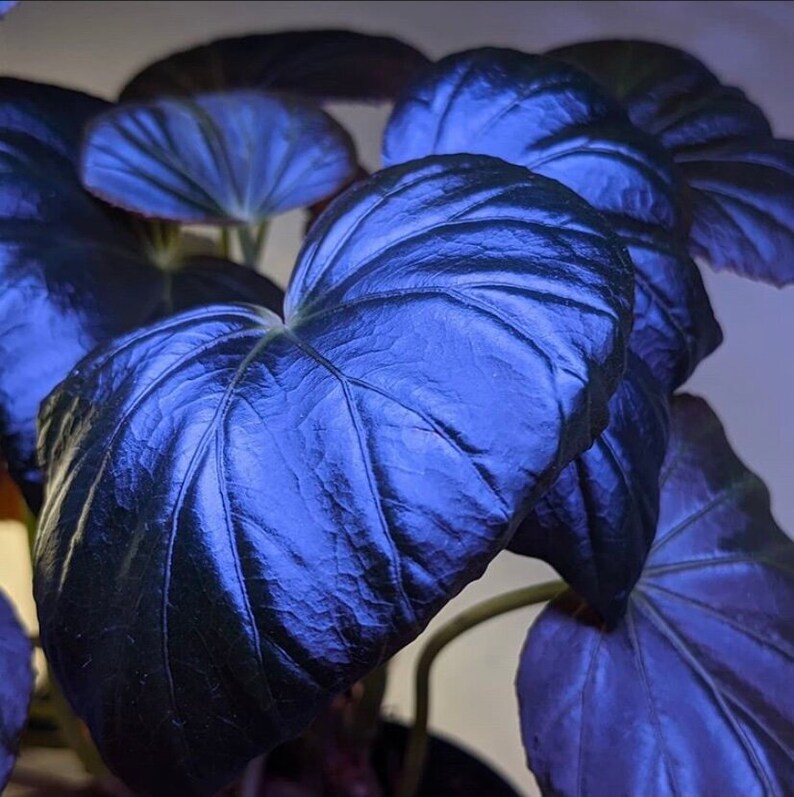 Begonia pavonina 10 graines Peacock Begonia bégonia bleu - Etsy France
