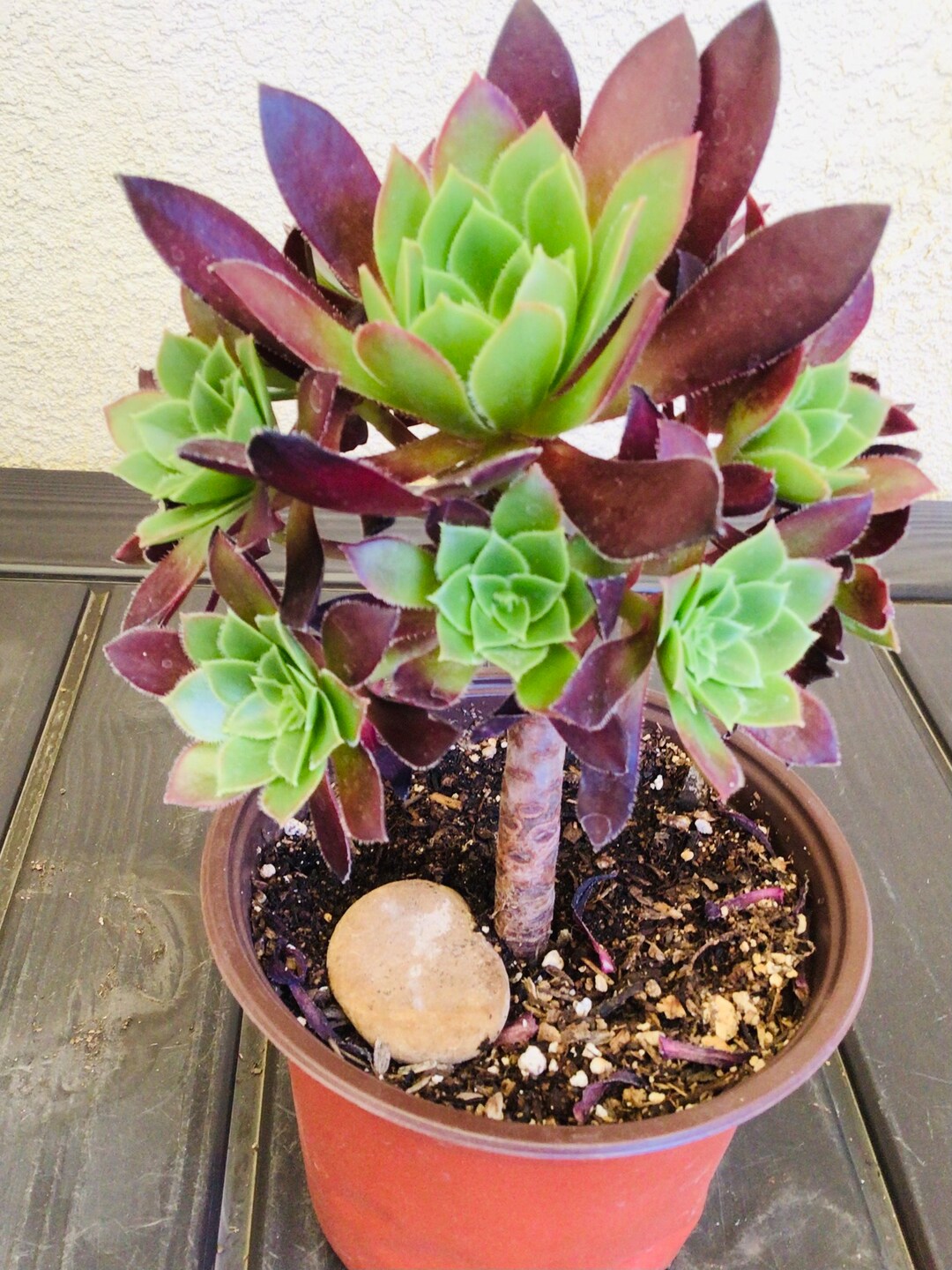 Aeonium Firecracker Succulent 6 Pot Sale - Etsy